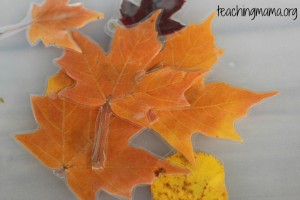 Activities with Laminated Leaves