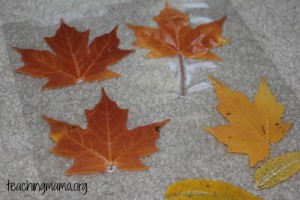 Activities with Laminated Leaves