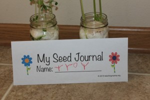 Germination Activity Grow Seeds in a Jar