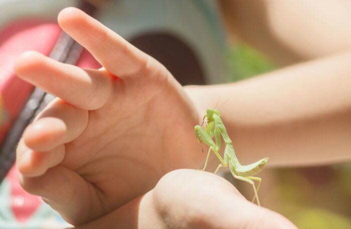 5 Beneficial Insects to Be Happy You have Around