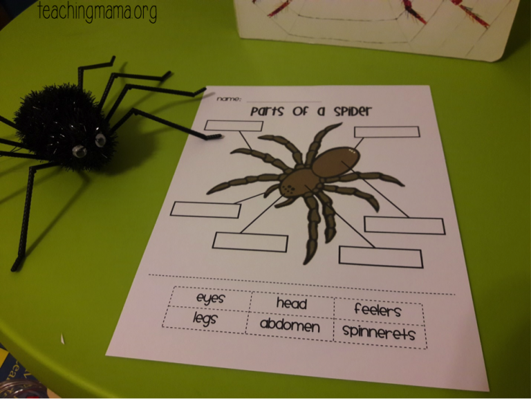 The Very Busy Spider Activities